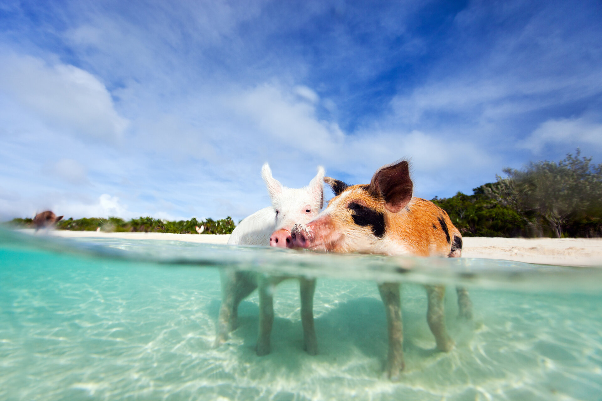 Great Exuma Bahamas Luxury Resort | Grand Isle Resort