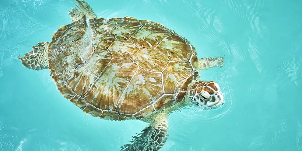 Exuma Bahamas Vacation Experiences | Grand Isle Resort